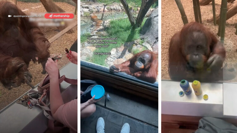 The Rise of "Brain Rot" Content • Social Soup